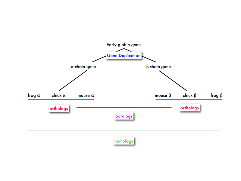 老外筆記: homolog, ortholog, and paralog